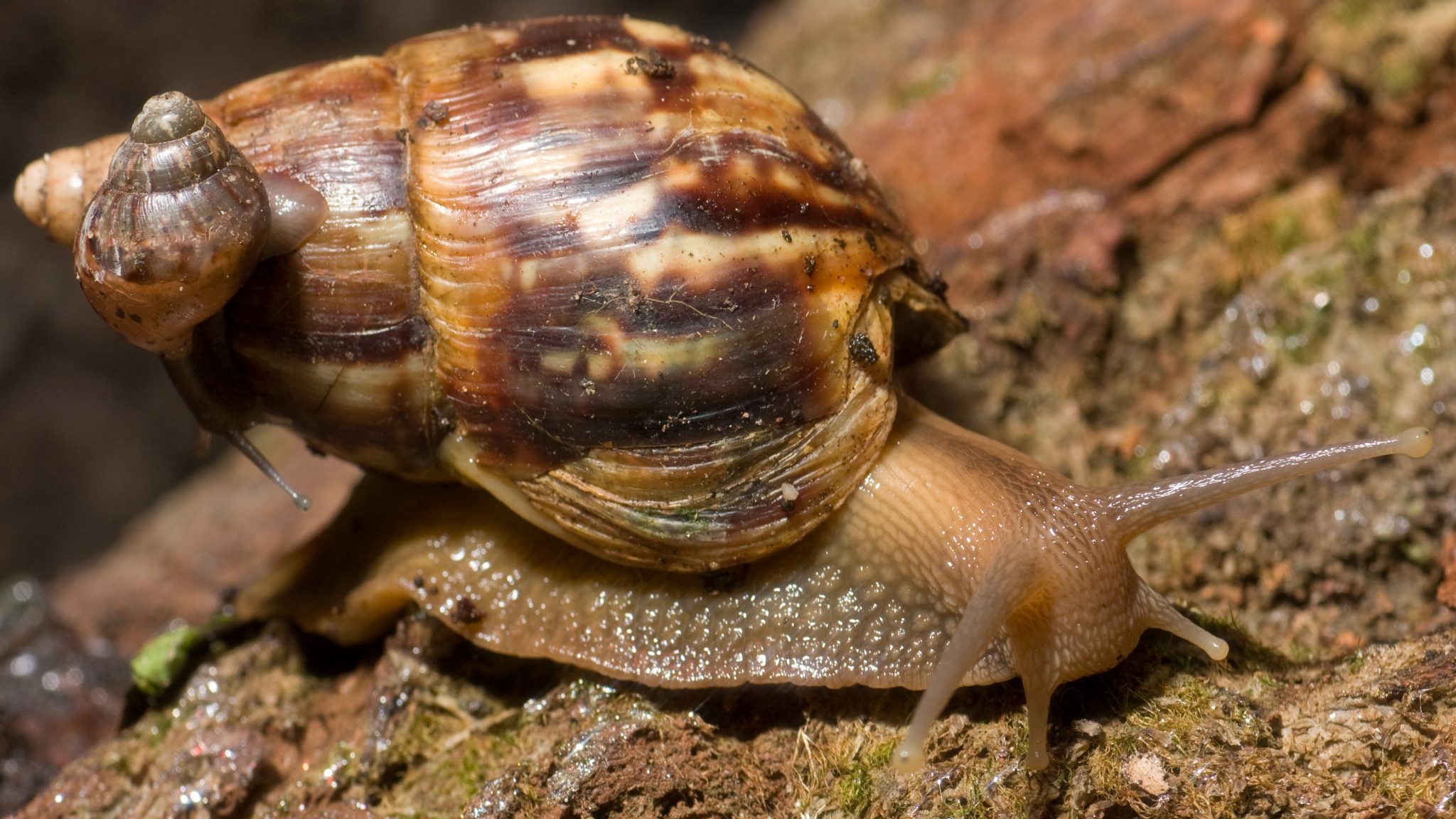 Alles over de: agaatslak | Ontmoet onze dieren | DierenPark Amersfoort