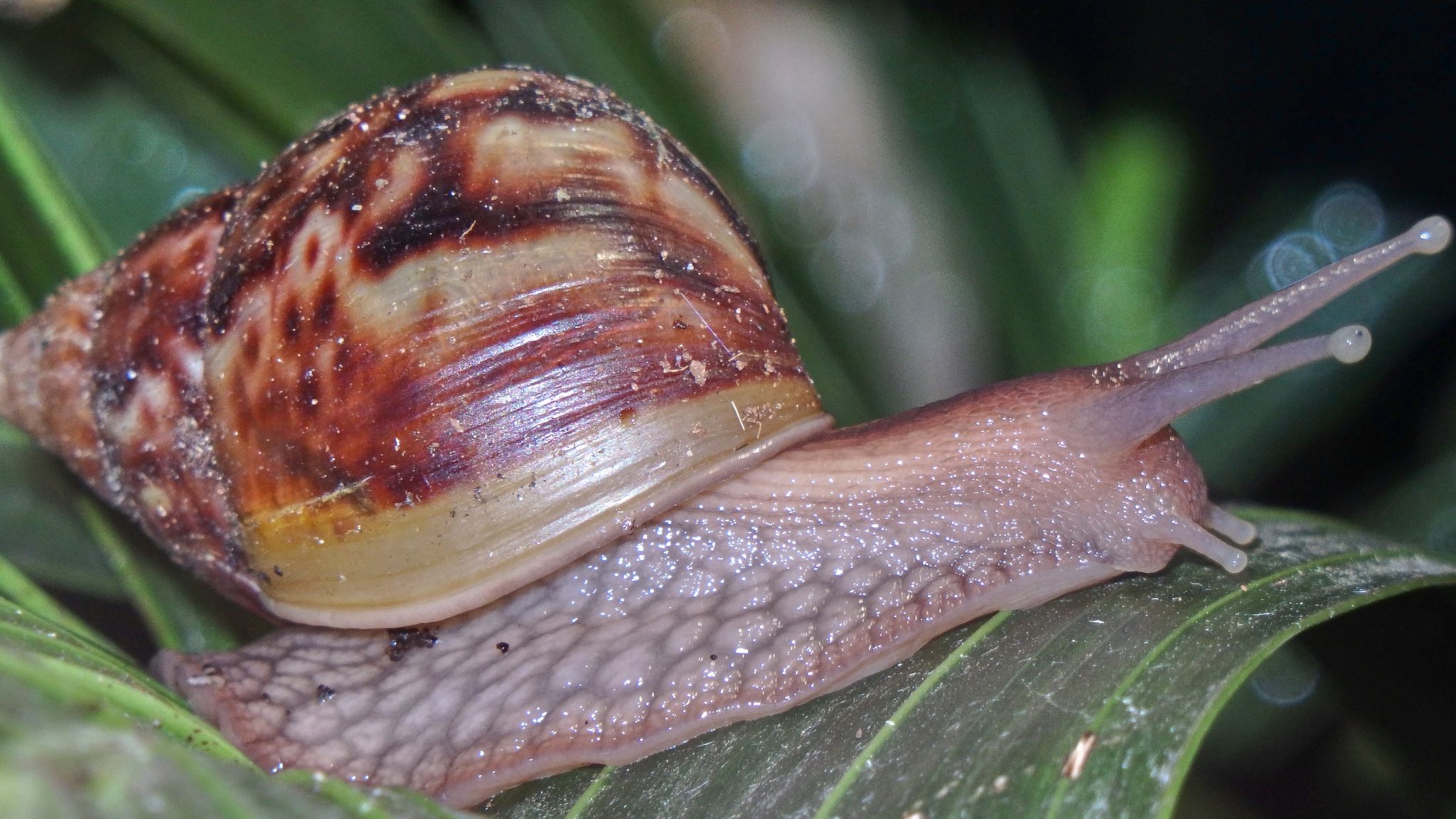 Alles over de: agaatslak | Ontmoet onze dieren | DierenPark Amersfoort