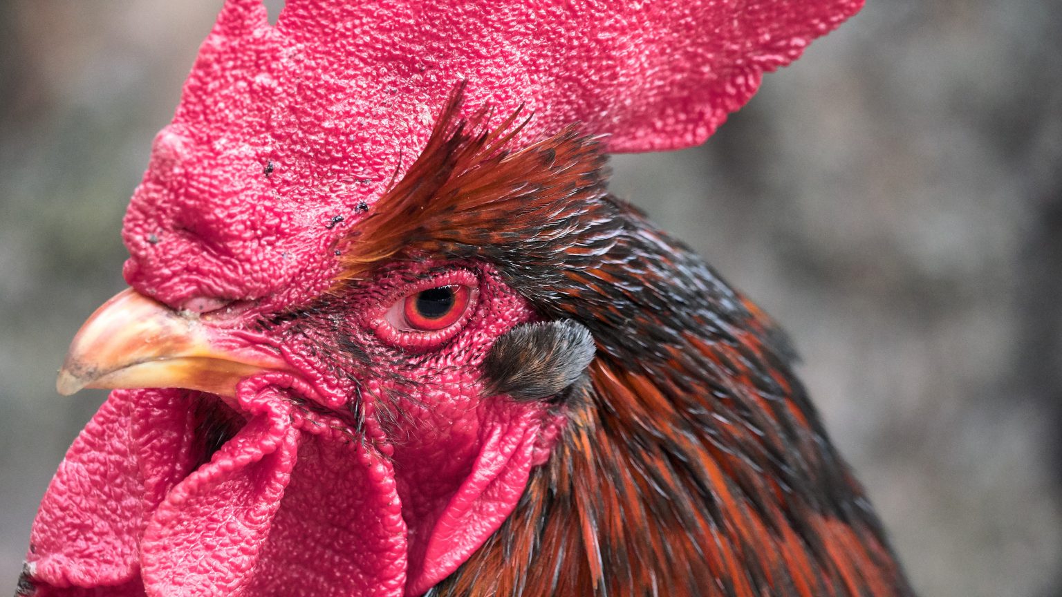 Alles over de kip | Ontmoet onze dieren | DierenPark Amersfoort