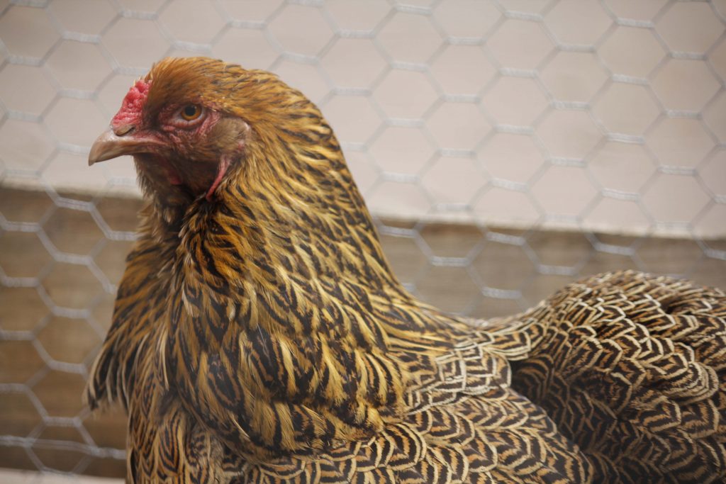 Alles over de kip | Ontmoet onze dieren | DierenPark Amersfoort