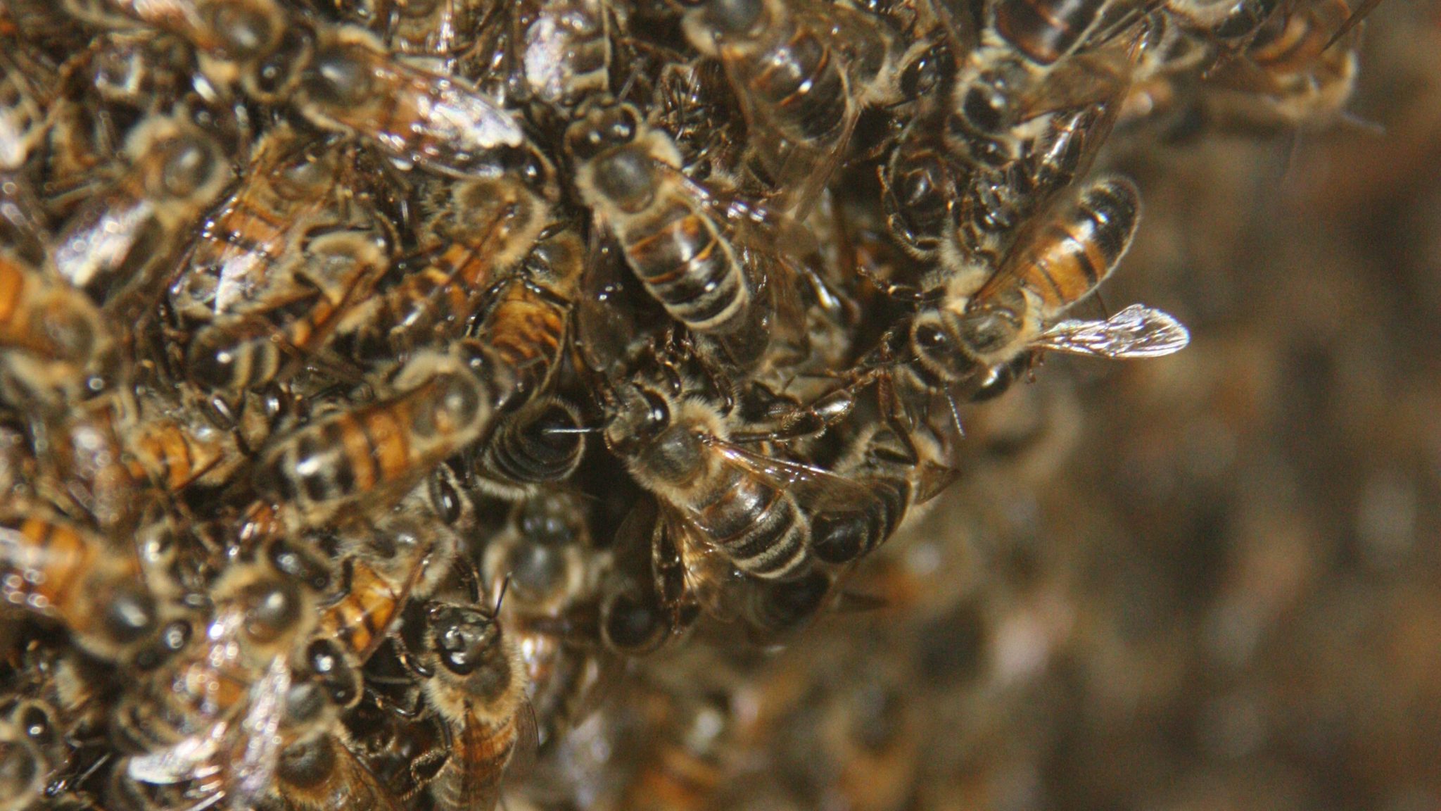 Alles over de bij | Ontmoet onze dieren | DierenPark Amersfoort