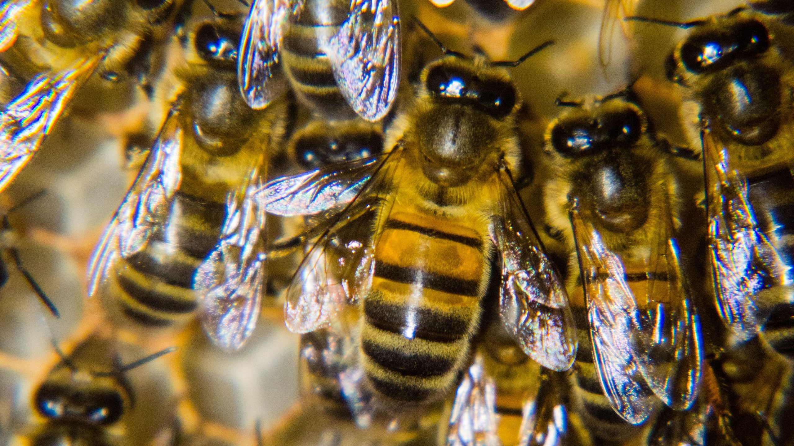 Alles over de bij | Ontmoet onze dieren | DierenPark Amersfoort