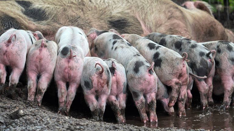 Alles over het varken | Ontmoet onze dieren | DierenPark Amersfoort