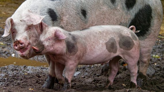 Alles over het varken | Ontmoet onze dieren | DierenPark Amersfoort