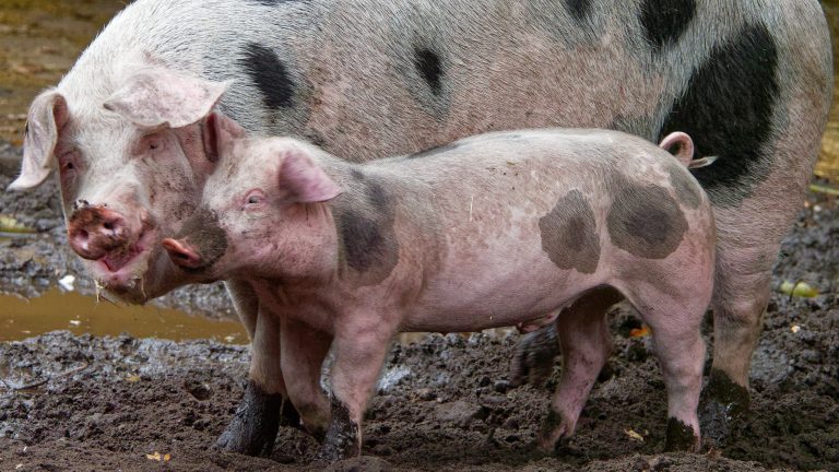 Alles over het varken | Ontmoet onze dieren | DierenPark Amersfoort