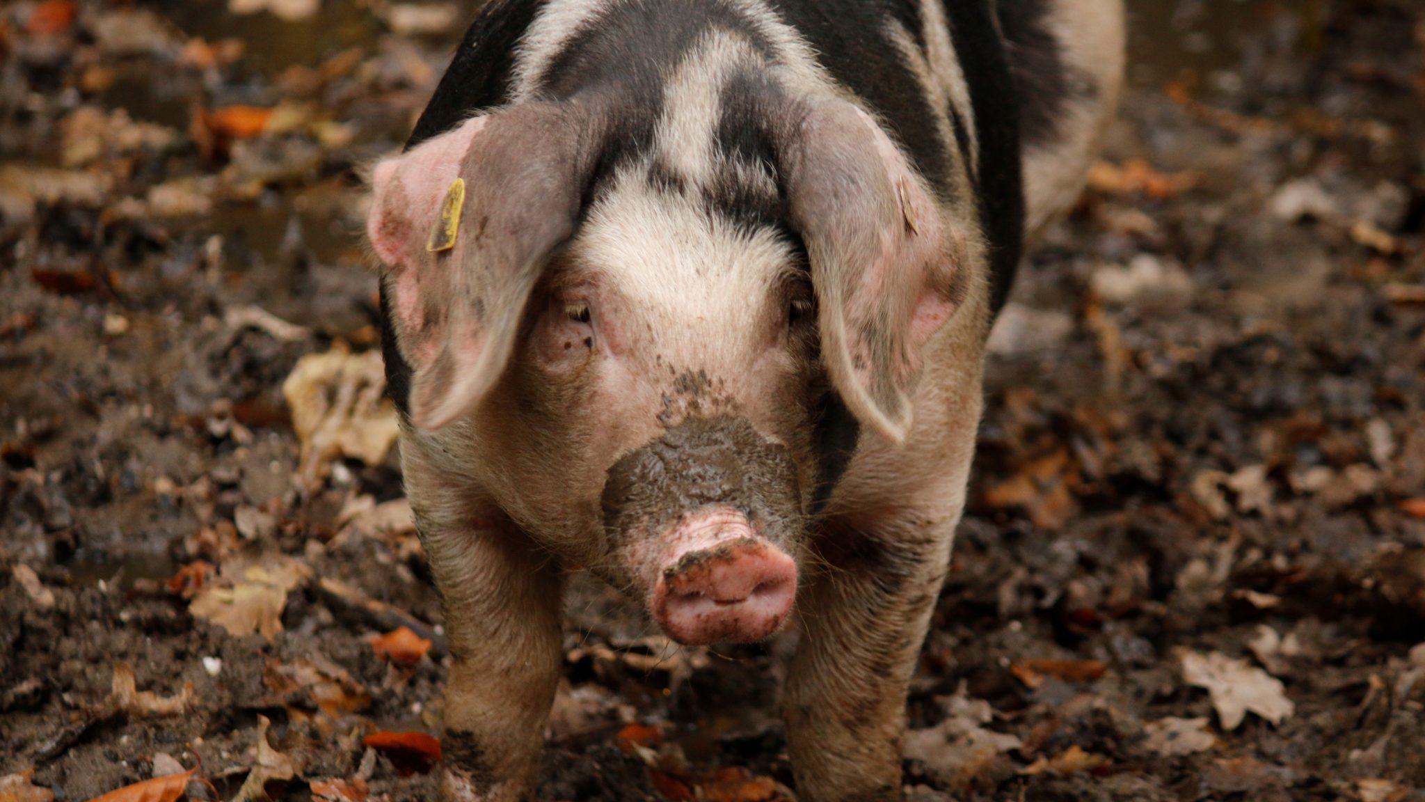 Alles over het varken | Ontmoet onze dieren | DierenPark Amersfoort