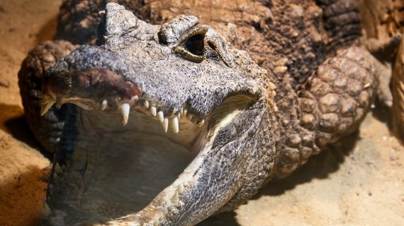 Krokodil | Ontmoet onze dieren | DierenPark Amersfoort