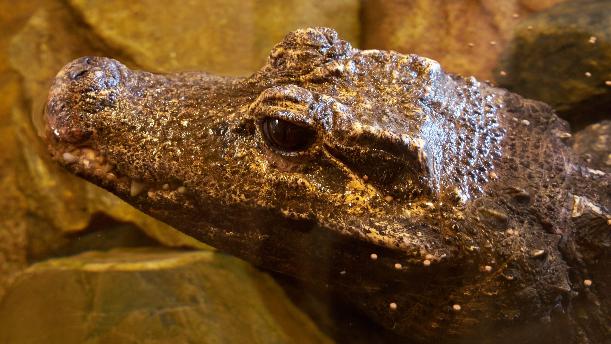 Alles over de krokodil | Ontmoet onze dieren | DierenPark Amersfoort
