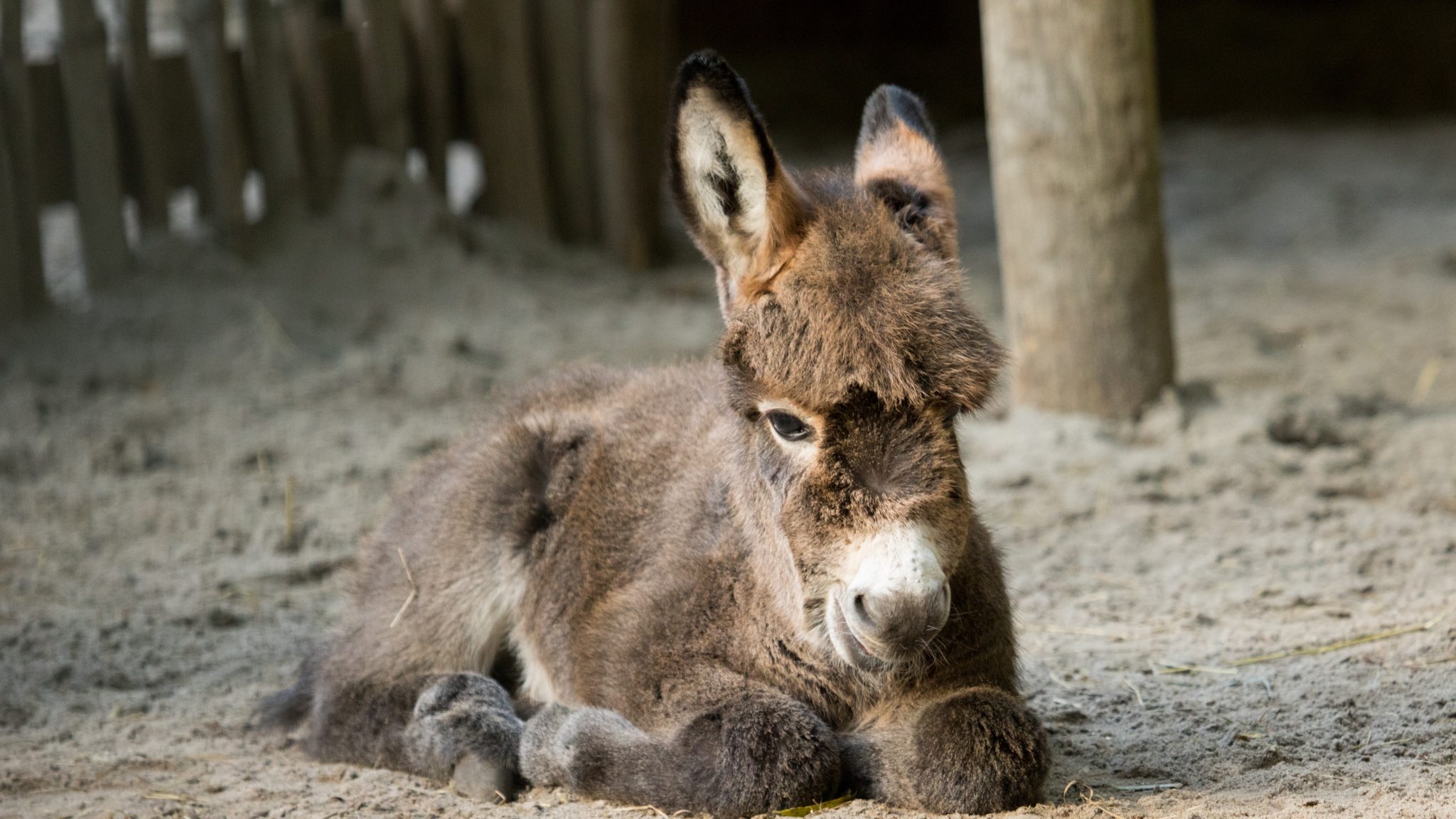 Alles over de mini-ezel | Ontmoet onze dieren | DierenPark Amersfoort