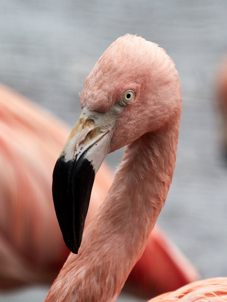 Alles over de Senegal galago | Ontmoet onze dieren | DierenPark Amersfoort