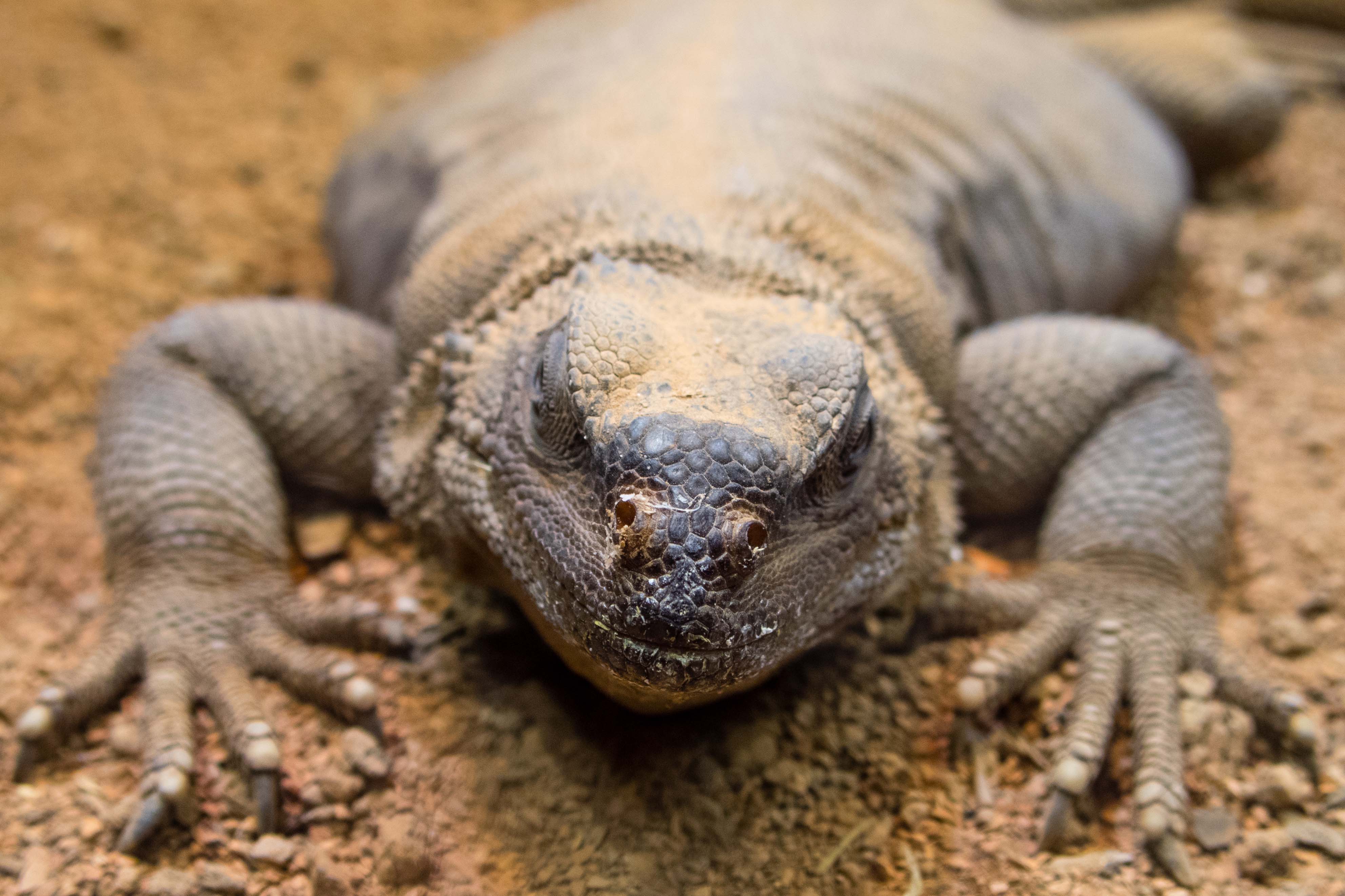 Alles over de chuckwalla | Ontmoet onze dieren | DierenPark Amersfoort