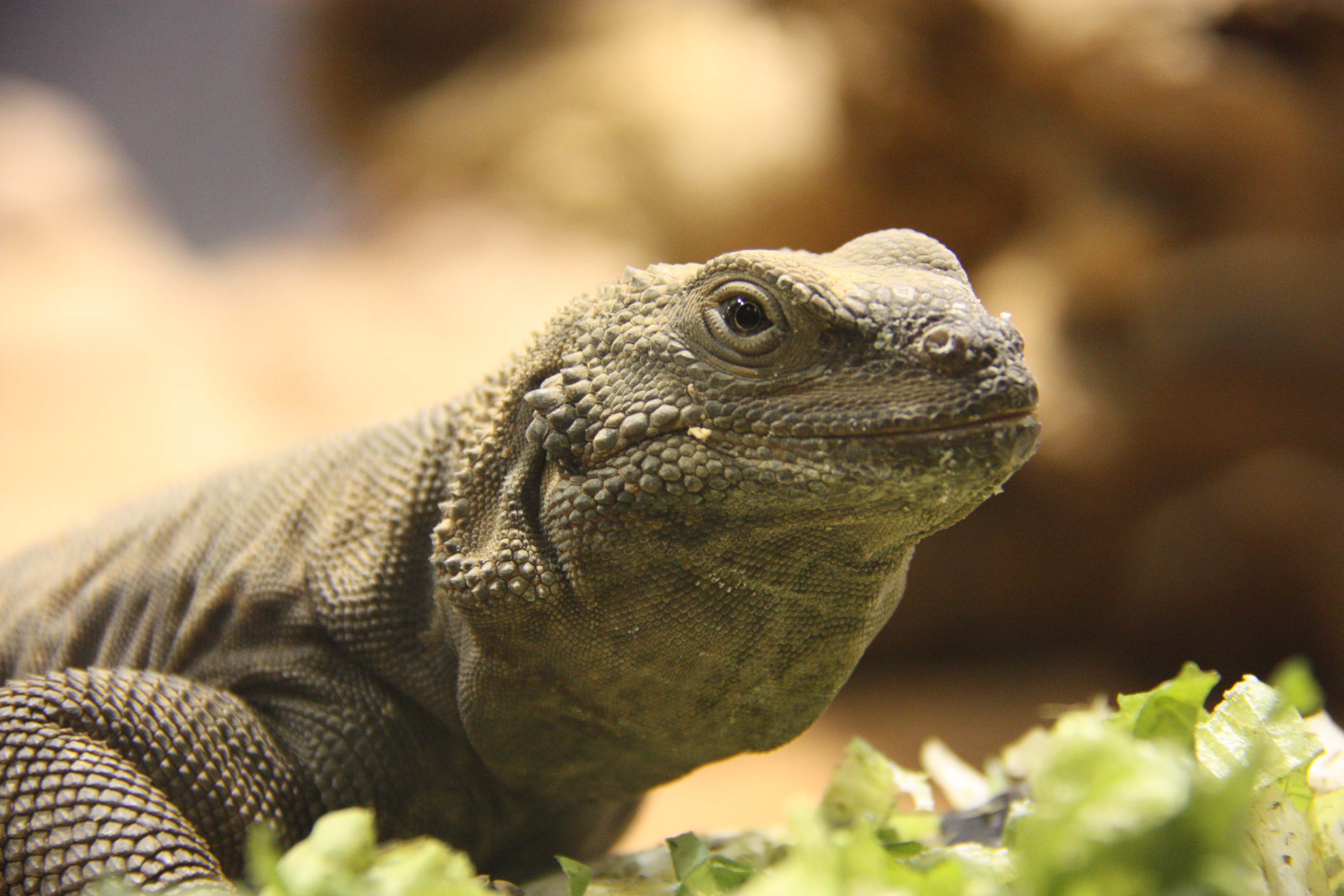Alles over de chuckwalla | Ontmoet onze dieren | DierenPark Amersfoort