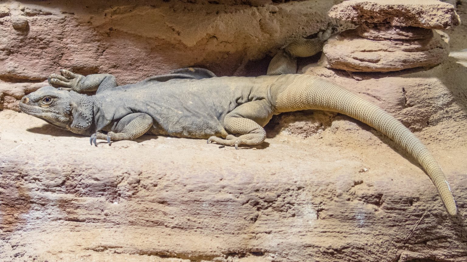 Alles over de chuckwalla | Ontmoet onze dieren | DierenPark Amersfoort