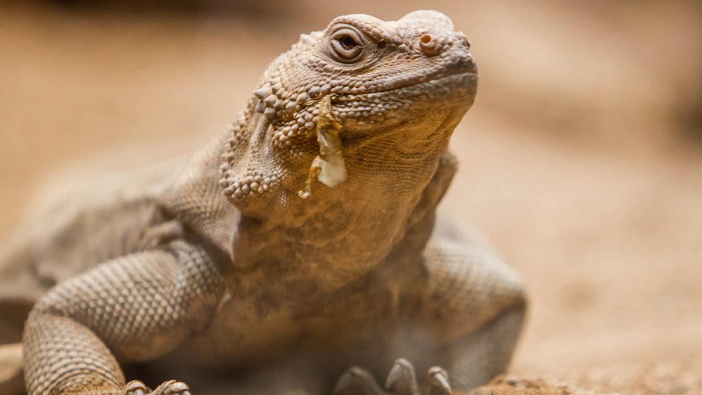 Alles over de chuckwalla | Ontmoet onze dieren | DierenPark Amersfoort