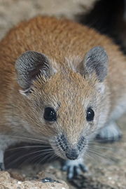 Ontmoet onze dieren - DierenPark Amersfoort