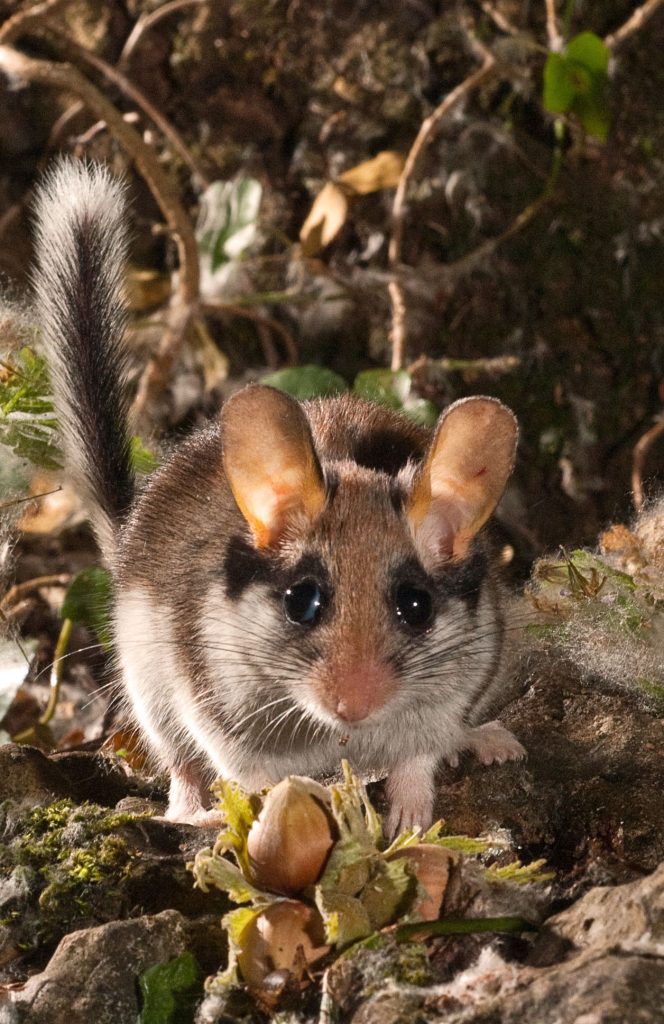 Ontmoet onze dieren | DierenPark Amersfoort