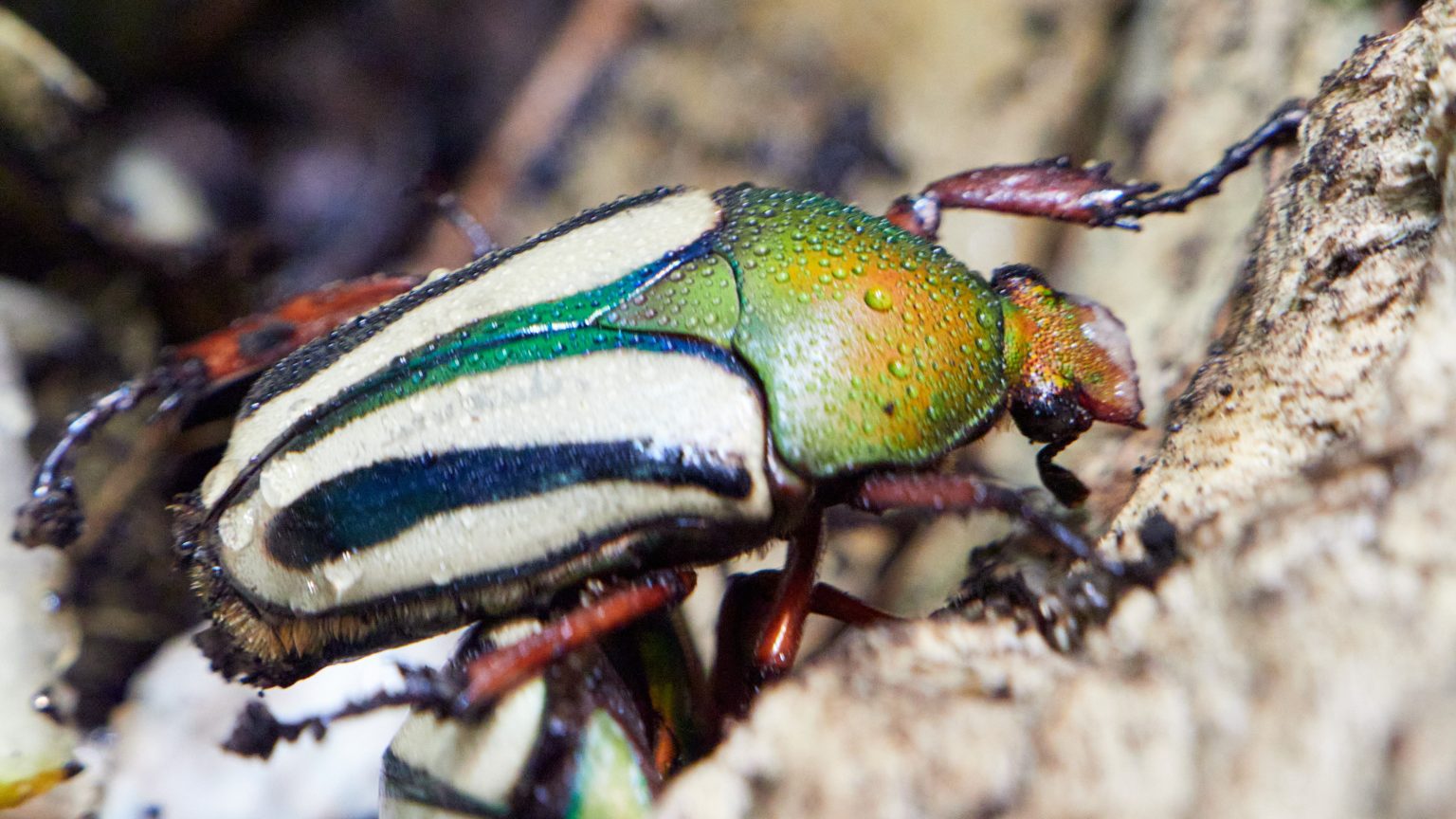 Alles over de kever | Ontmoet onze dieren | DierenPark Amersfoort