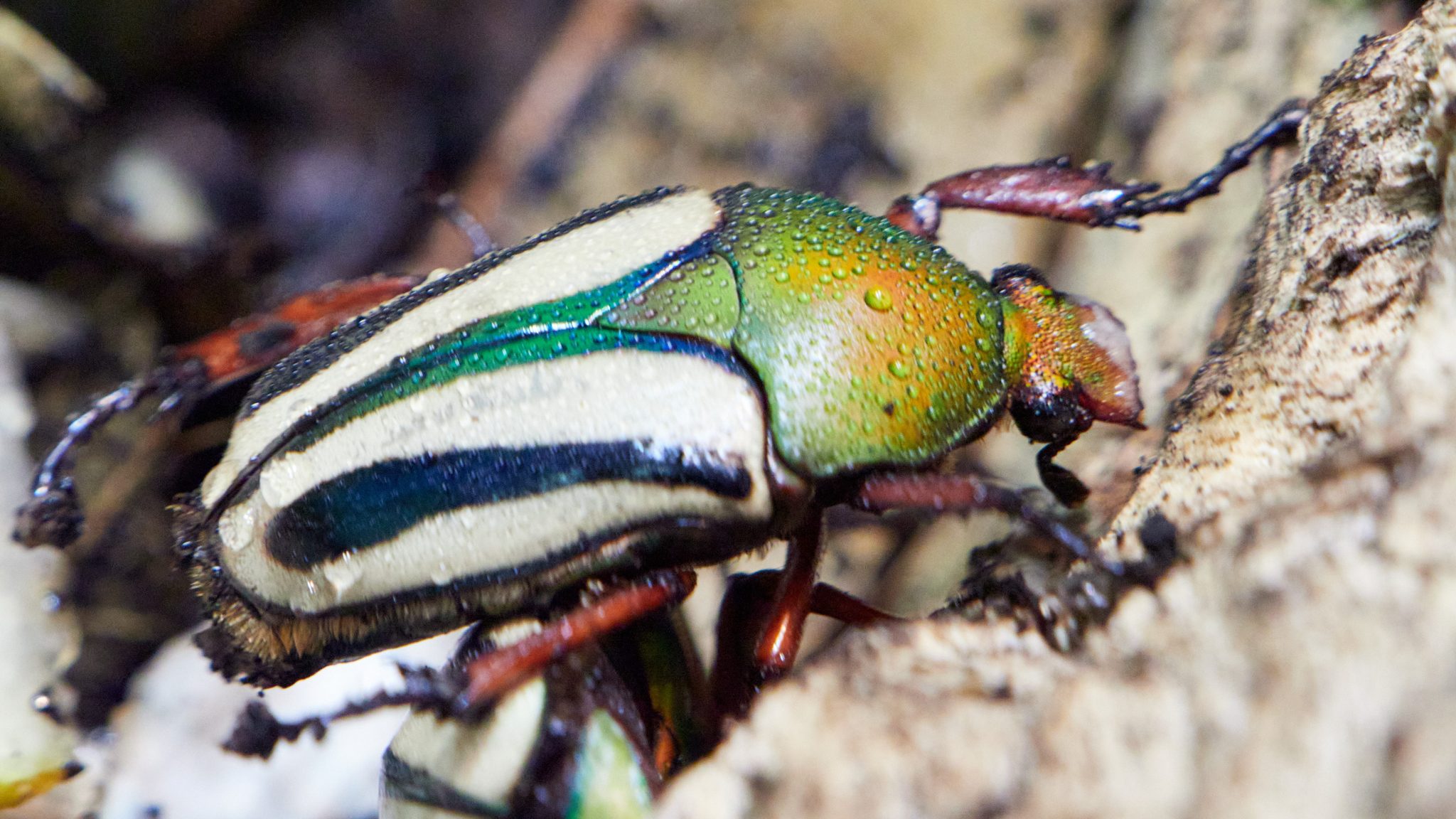 Alles over de kever | Ontmoet onze dieren | DierenPark Amersfoort