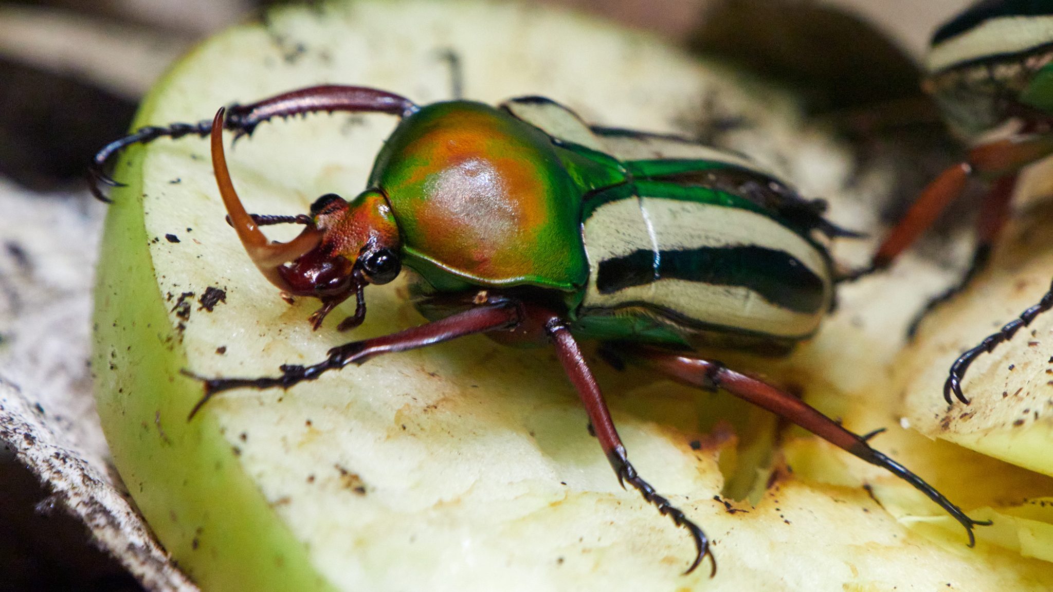Alles over de kever | Ontmoet onze dieren | DierenPark Amersfoort