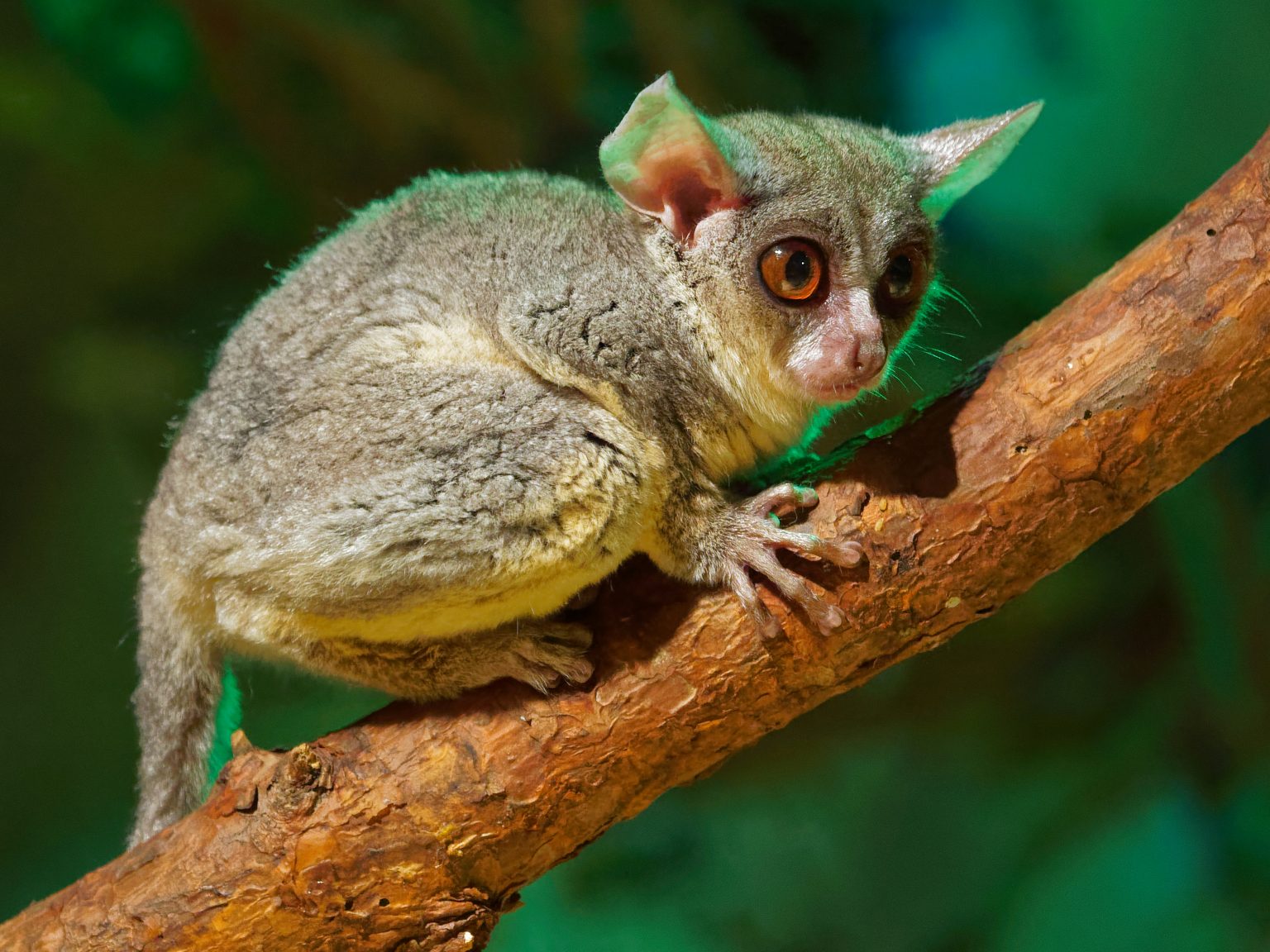 Senegal Galago | Ontmoet onze dieren | DierenPark Amersfoort