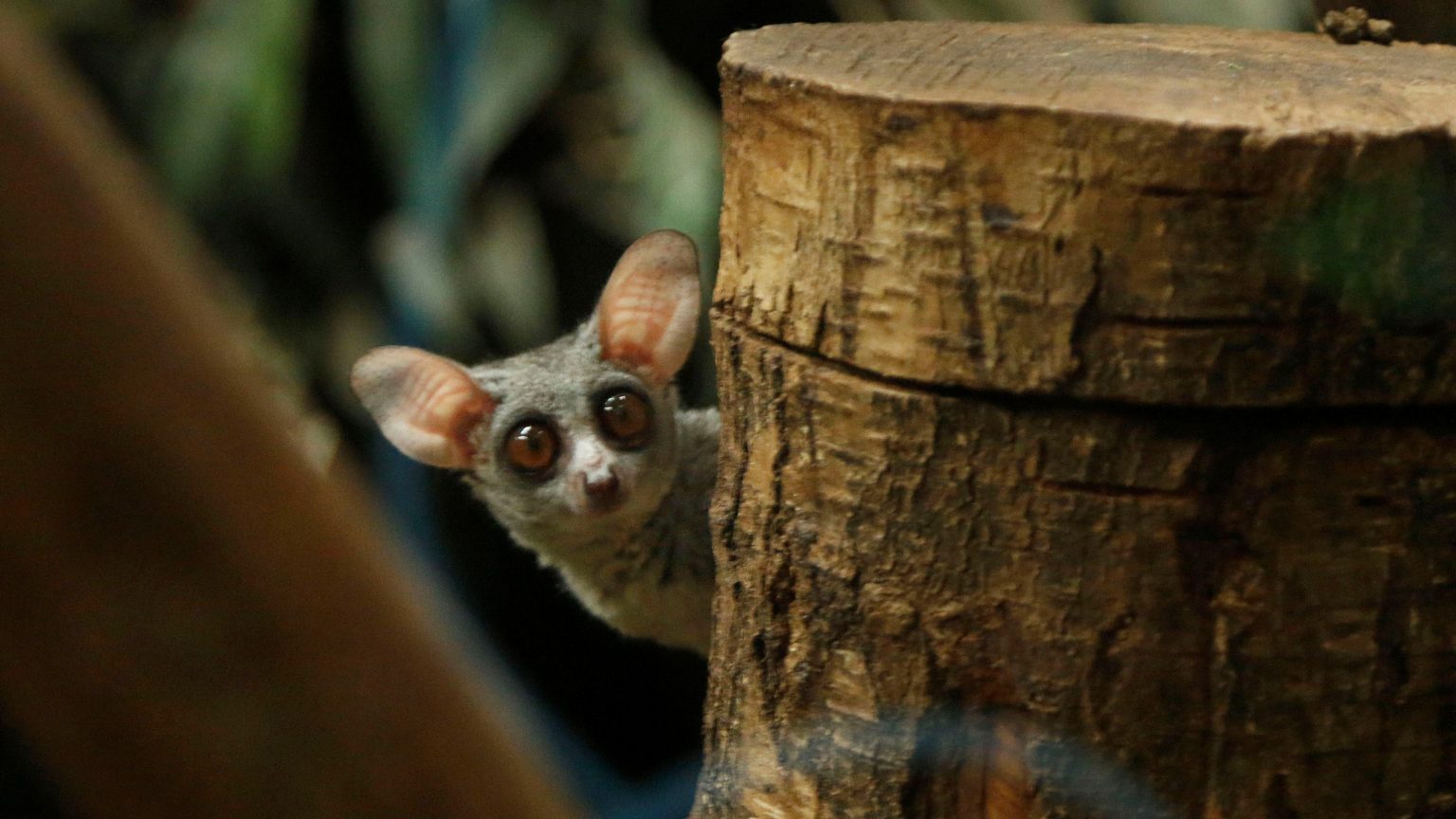 Alles over de Senegal galago | Ontmoet onze dieren | DierenPark Amersfoort