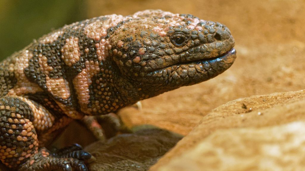 Alles over het gilamonster | Ontmoet onze dieren | DierenPark Amersfoort