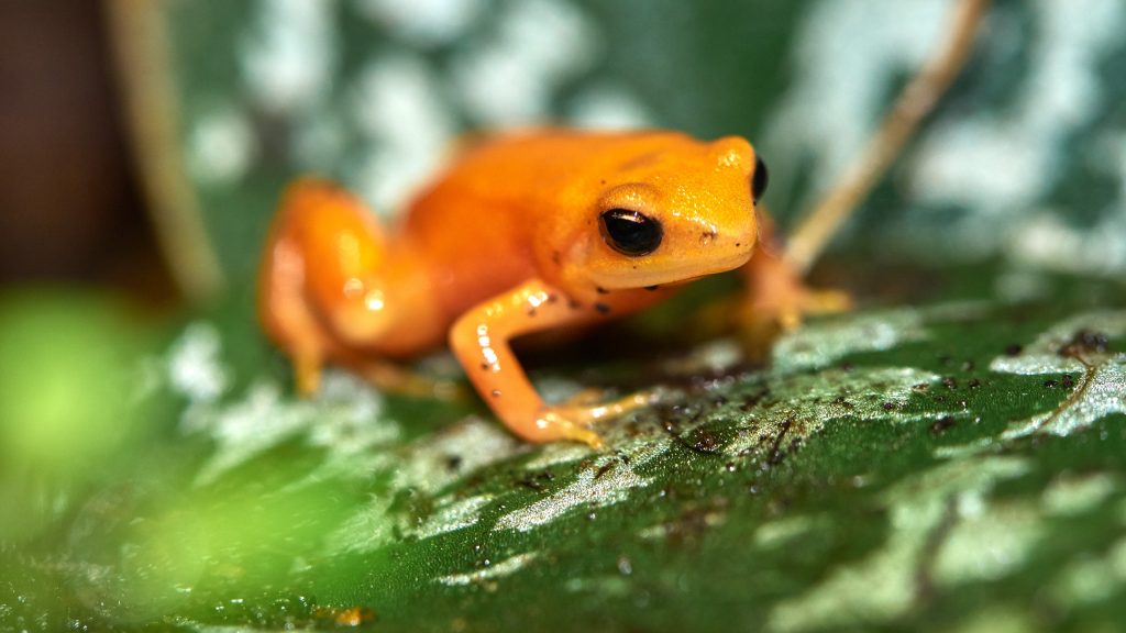 Alles over de mantella | Ontmoet onze dieren | DierenPark Amersfoort