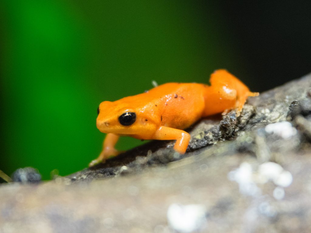 Alles over de mantella | Ontmoet onze dieren | DierenPark Amersfoort