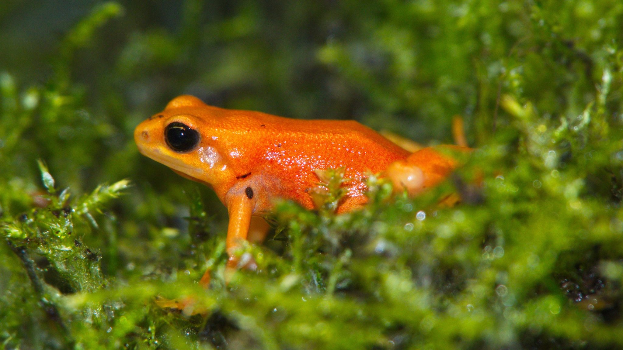 Alles over de mantella | Ontmoet onze dieren | DierenPark Amersfoort