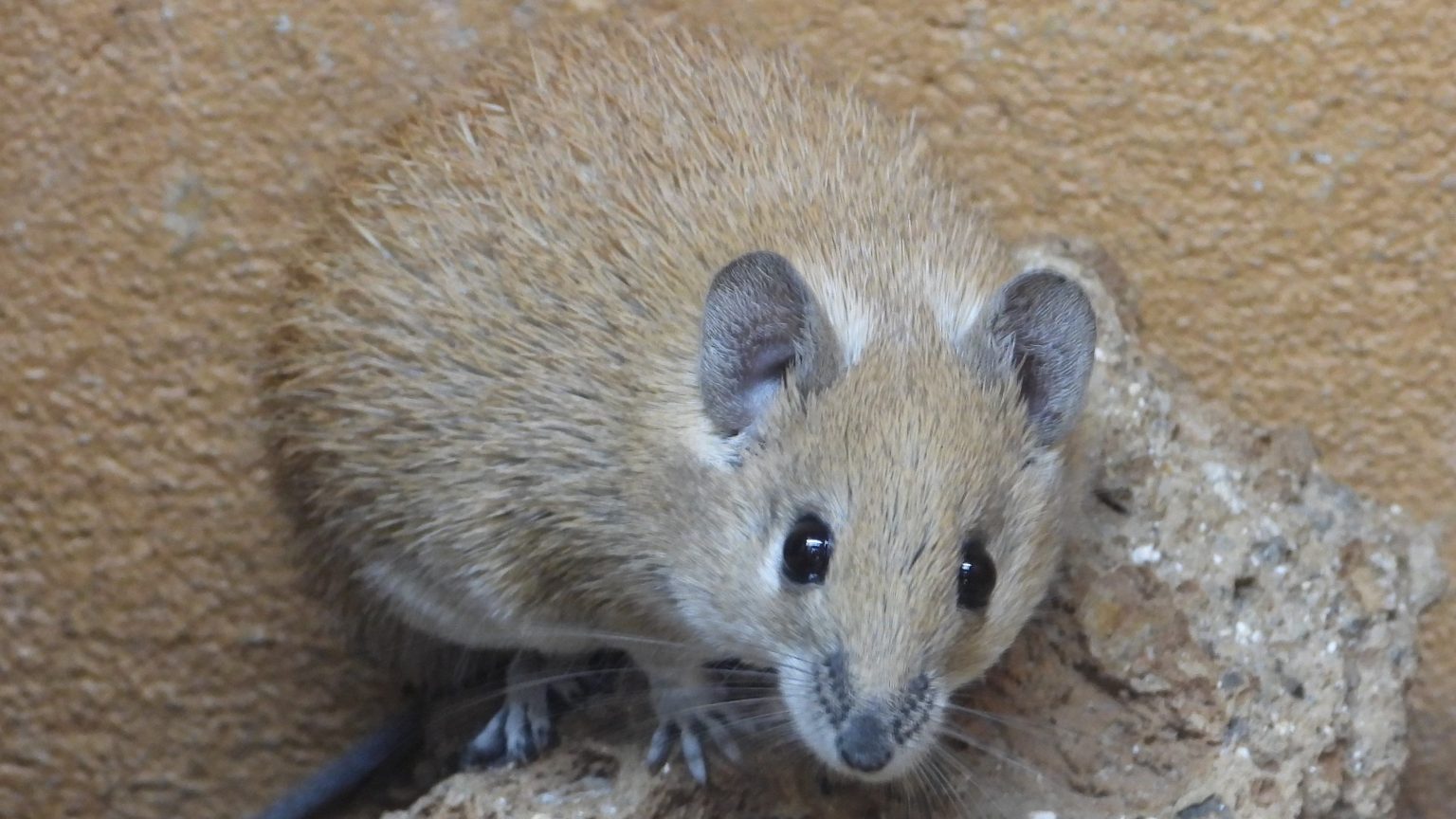 Alles over de stekelmuis | Ontmoet onze dieren | DierenPark Amersfoort