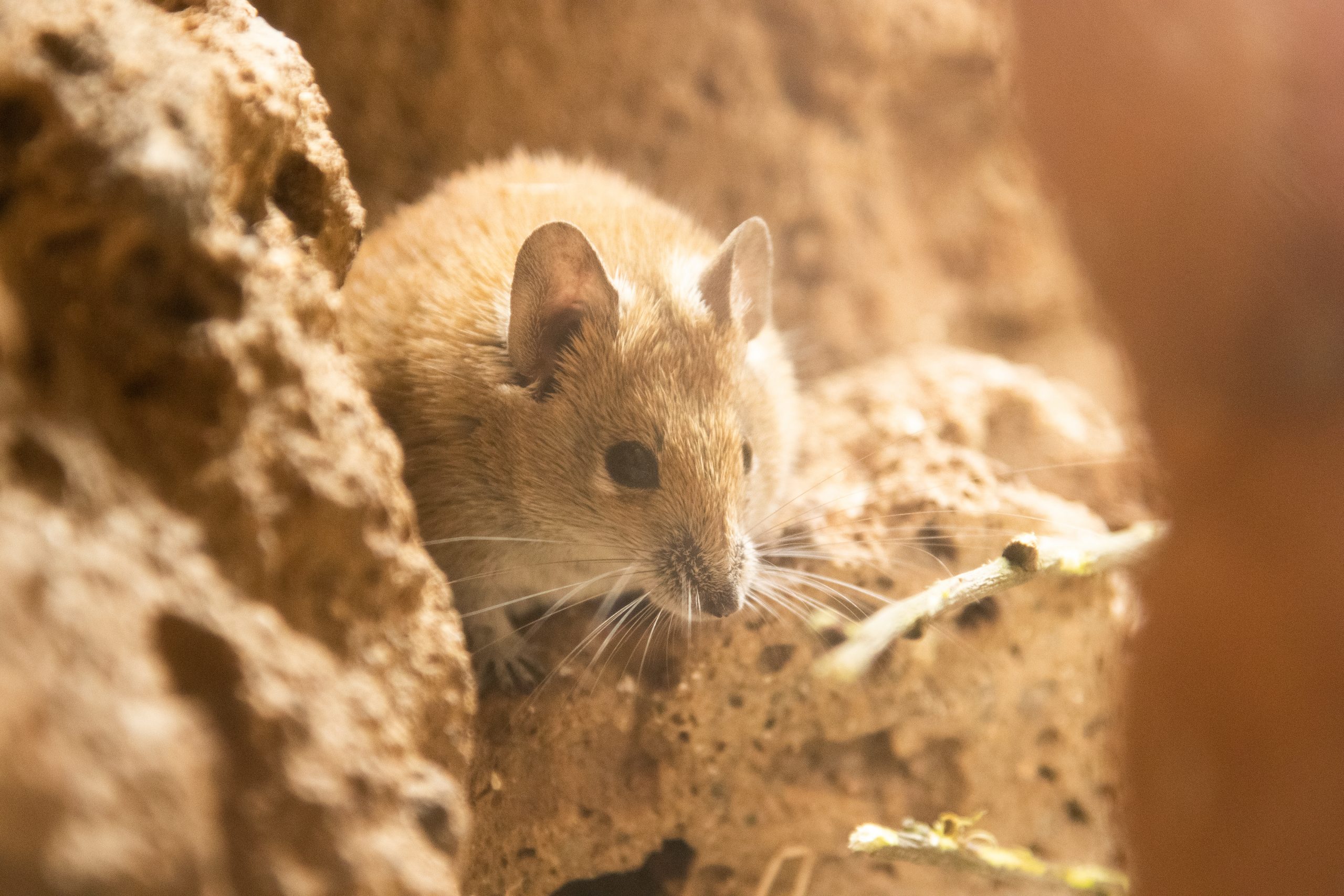 Alles over de stekelmuis | Ontmoet onze dieren | DierenPark Amersfoort