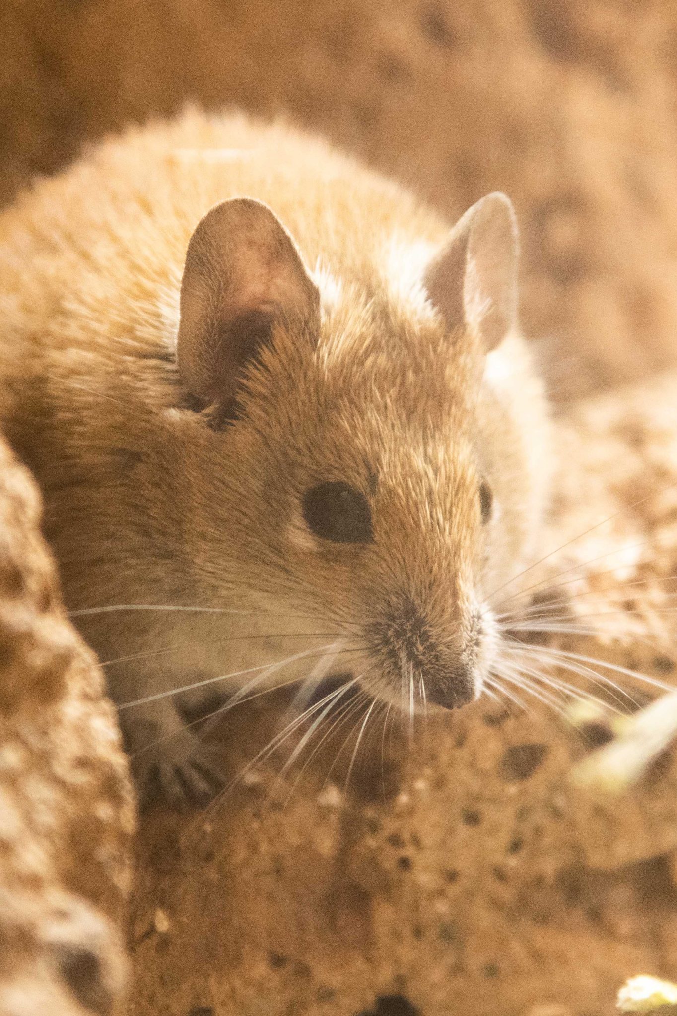 Ontmoet onze dieren | DierenPark Amersfoort