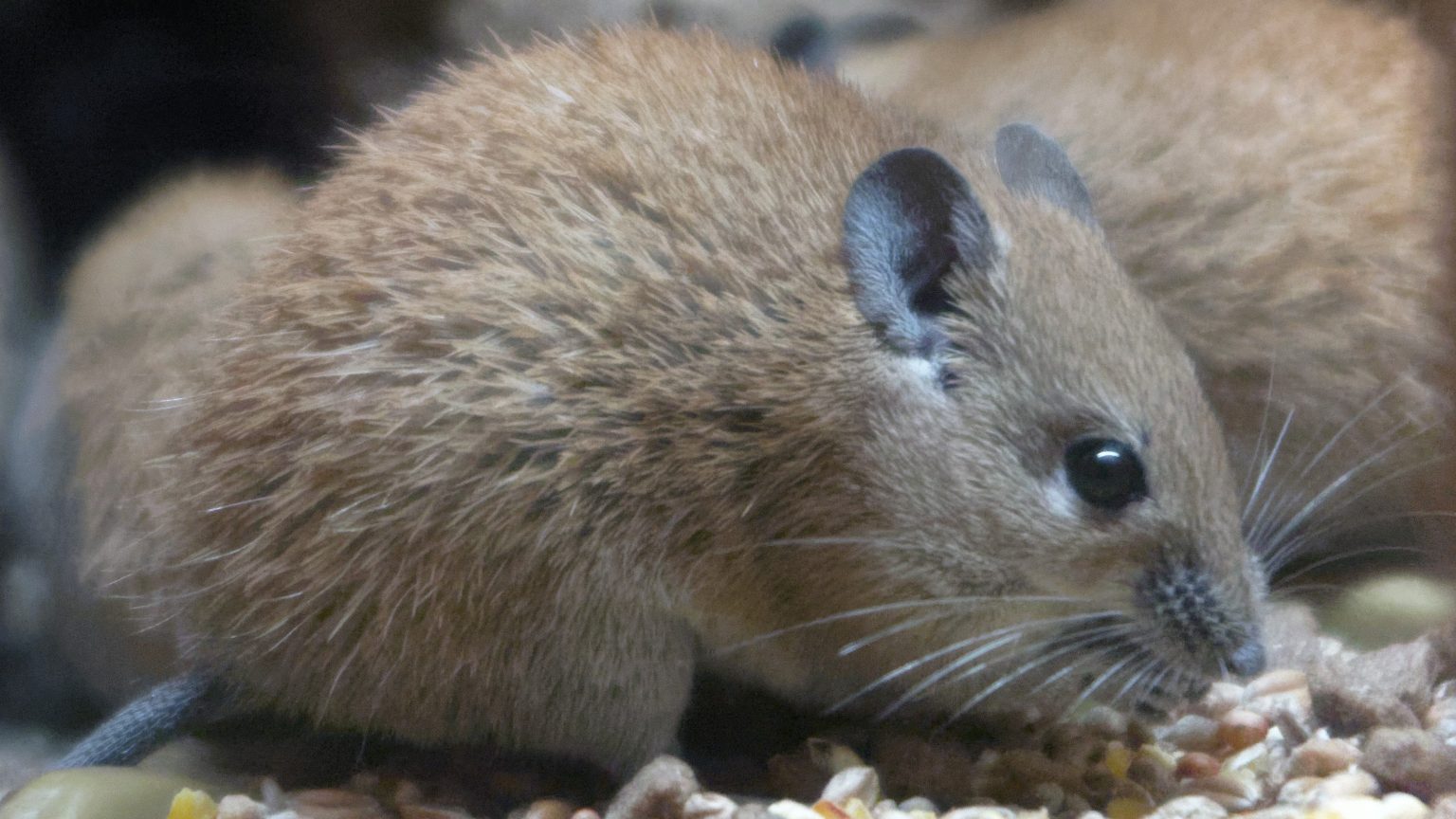 Alles over de stekelmuis | Ontmoet onze dieren | DierenPark Amersfoort