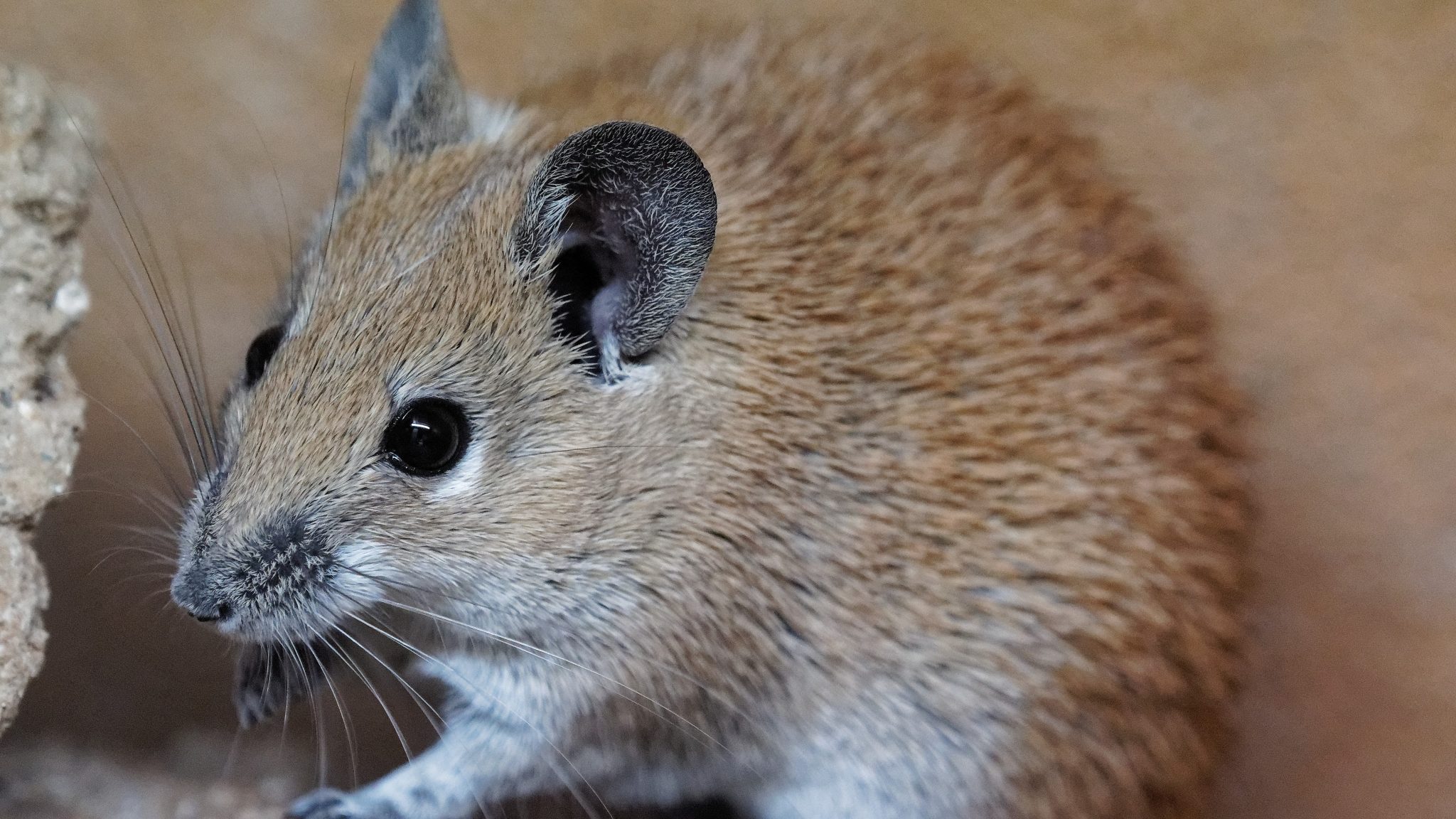 Alles over de stekelmuis | Ontmoet onze dieren | DierenPark Amersfoort