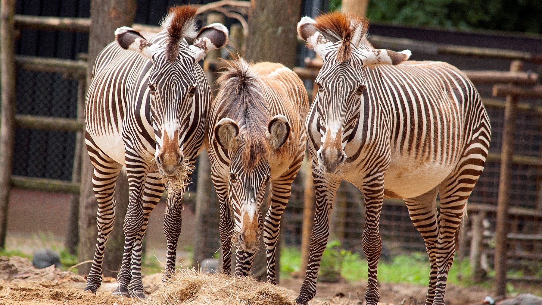 Alles over de: Grévy zebra | Ontmoet onze dieren | DierenPark Amersfoort