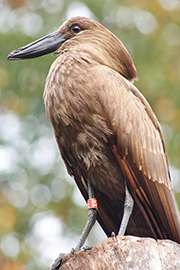 Ontmoet onze dieren - DierenPark Amersfoort