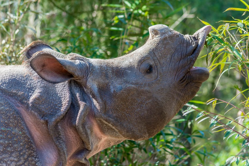 Alles over de Indische neushoorn | Ontmoet onze dieren | DierenPark ...