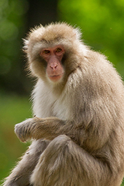 Ontmoet onze dieren - DierenPark Amersfoort
