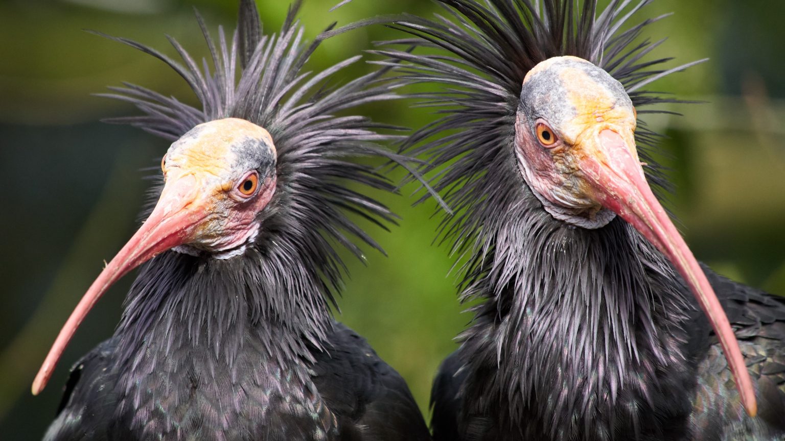 Alles over de kaalkopibis | Ontmoet onze dieren DierenPark Amersfoort