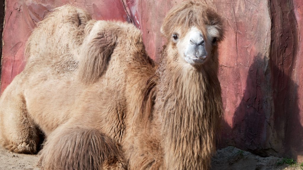 Alles over de kameel | DierenPark Amersfoort