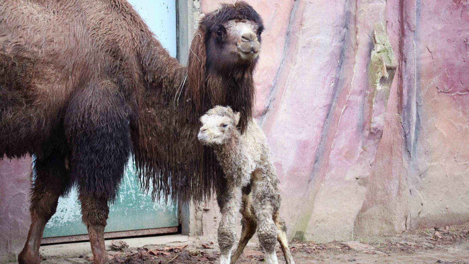 Alles over de kameel | DierenPark Amersfoort