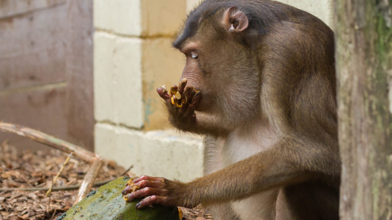 Alles over de laponderaap | DierenPark Amersfoort