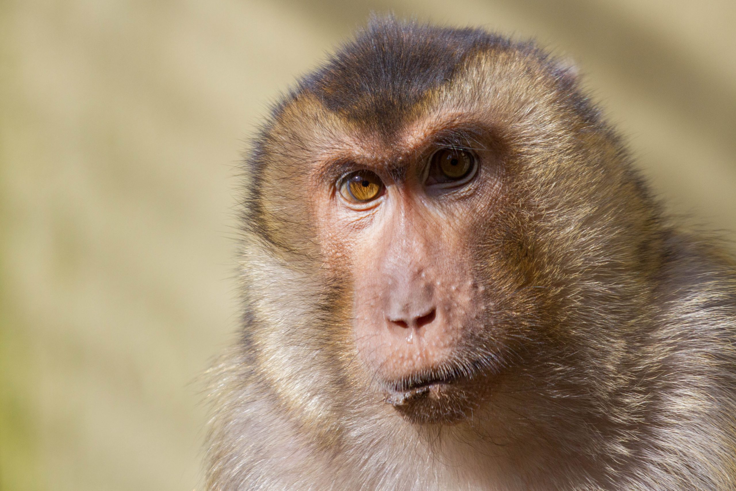 Alles over de laponderaap | DierenPark Amersfoort