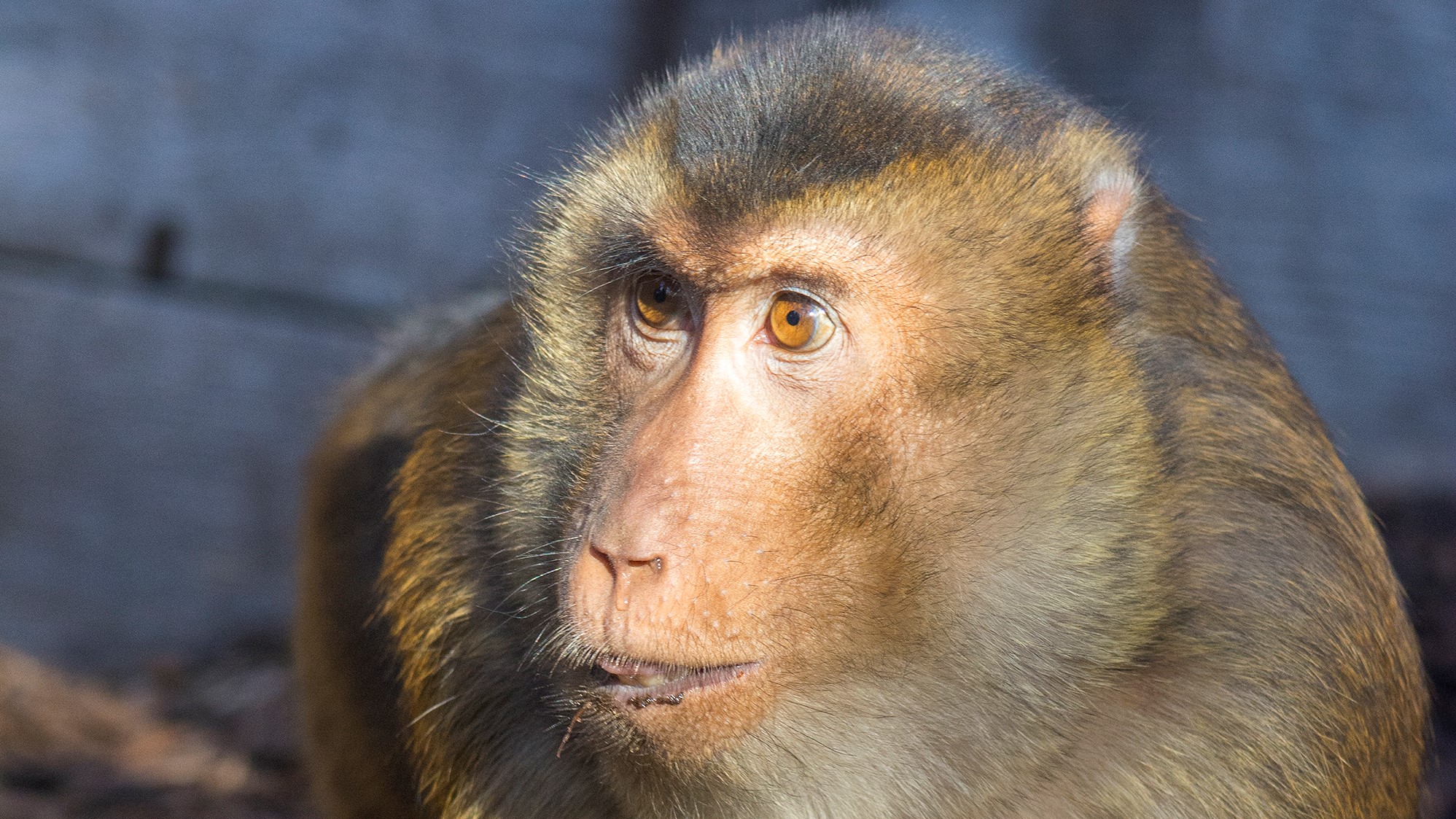 Alles over de laponderaap | DierenPark Amersfoort