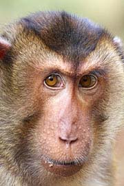 Ontmoet onze dieren - DierenPark Amersfoort