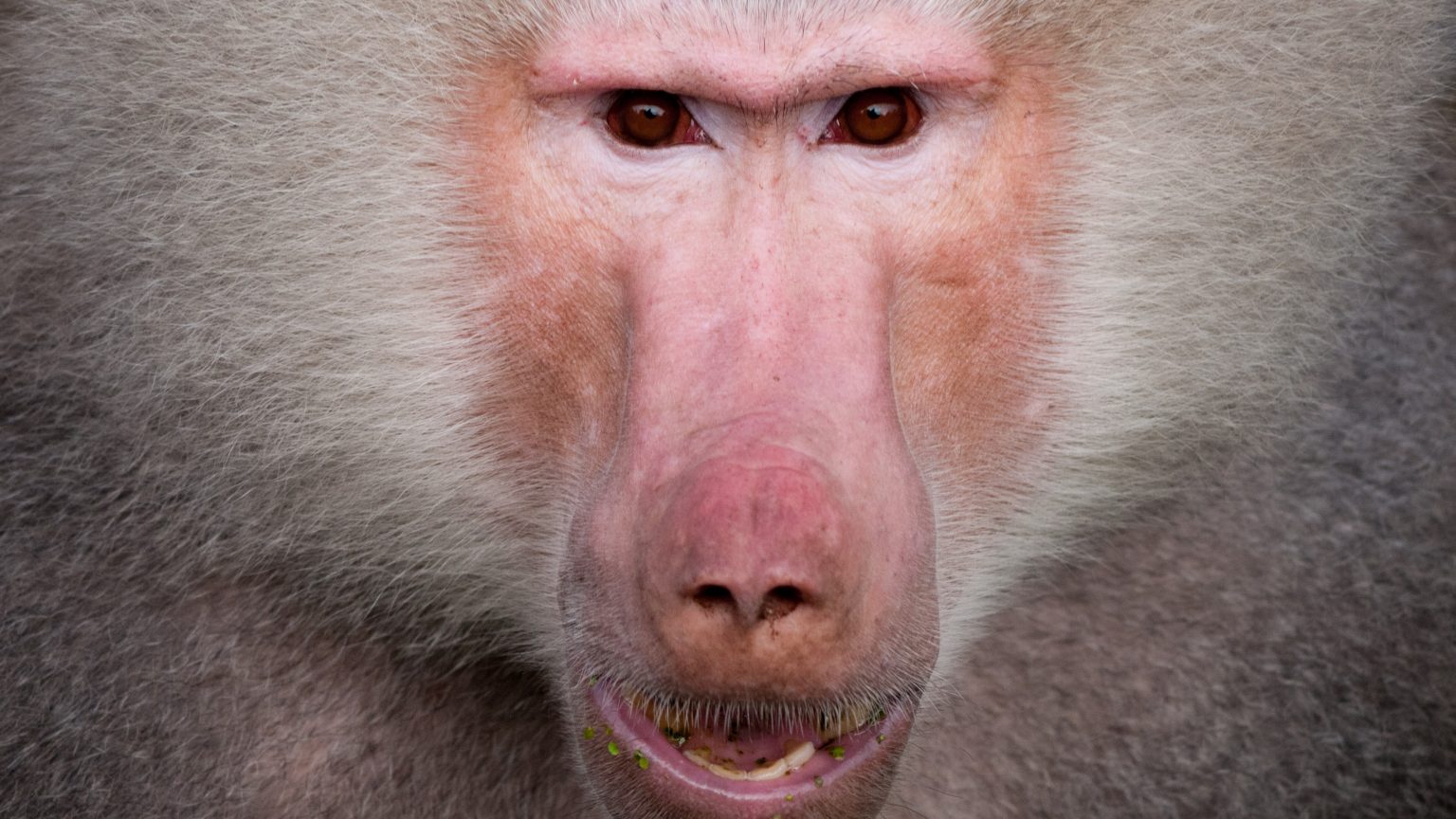 Alles over de baviaan | Ontmoet onze dieren | DierenPark Amersfoort