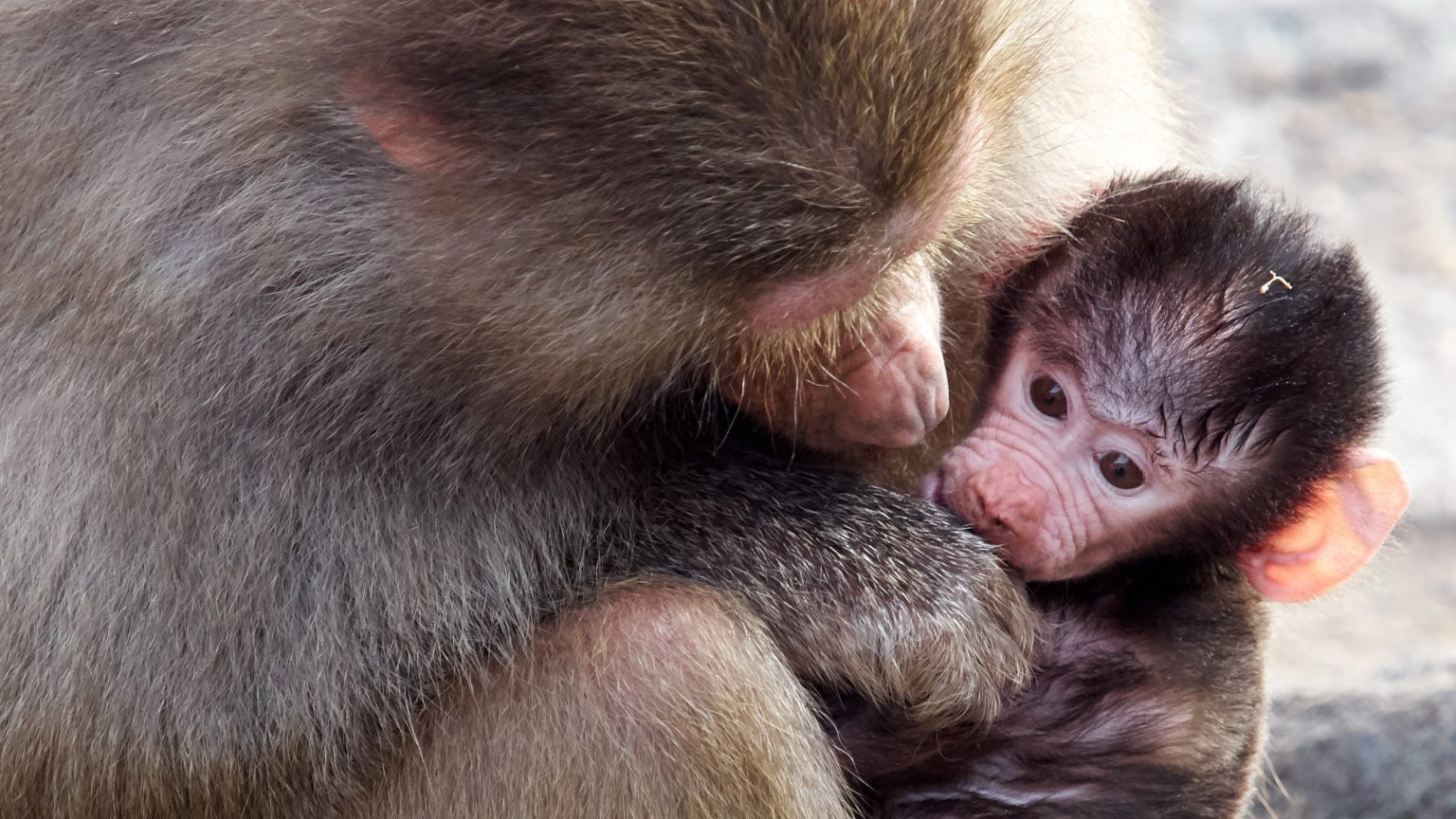 Alles over de baviaan | Ontmoet onze dieren | DierenPark Amersfoort