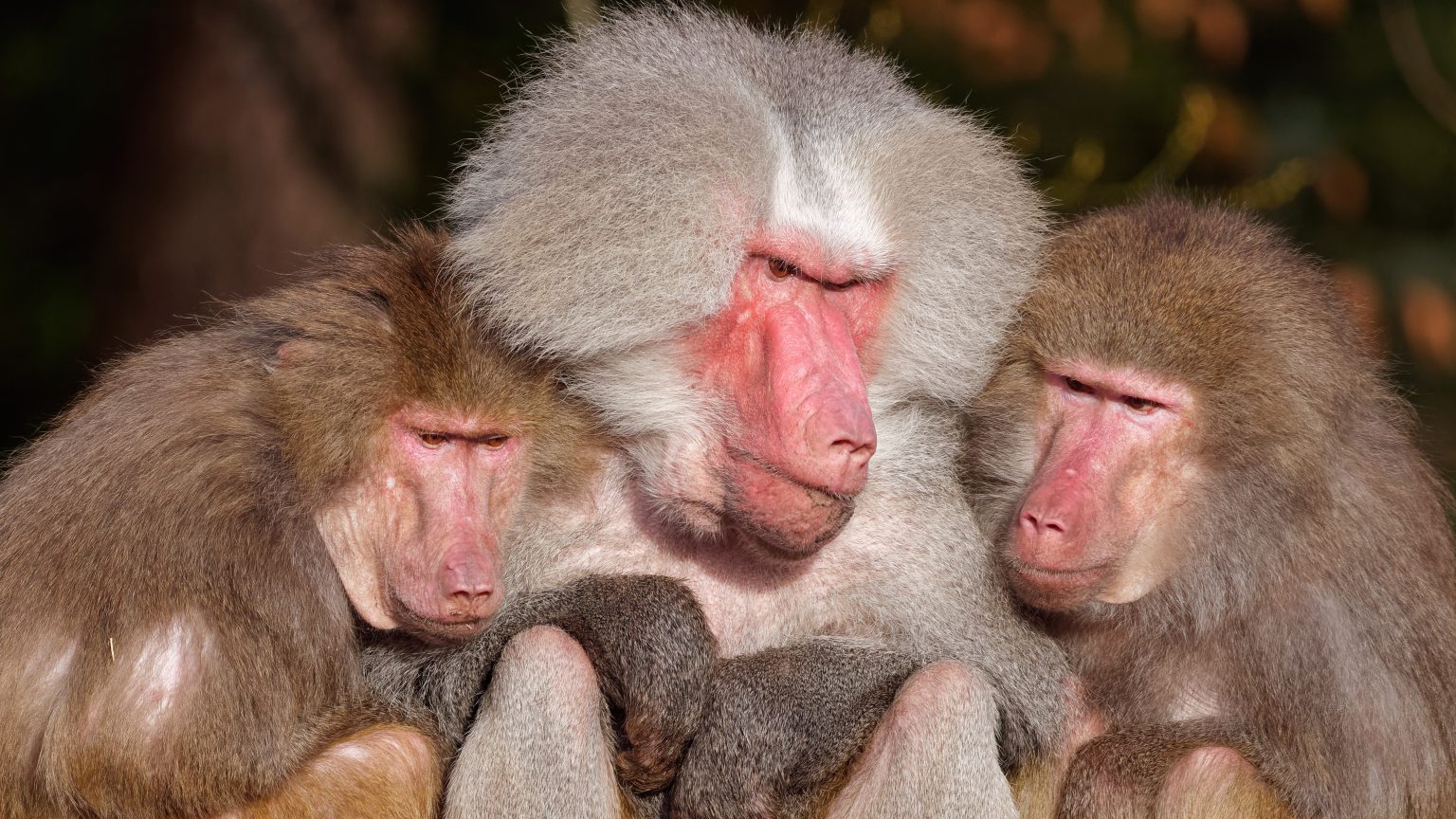Alles over de baviaan | Ontmoet onze dieren | DierenPark Amersfoort