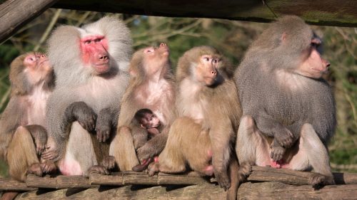 Alles over de baviaan | Ontmoet onze dieren | DierenPark Amersfoort