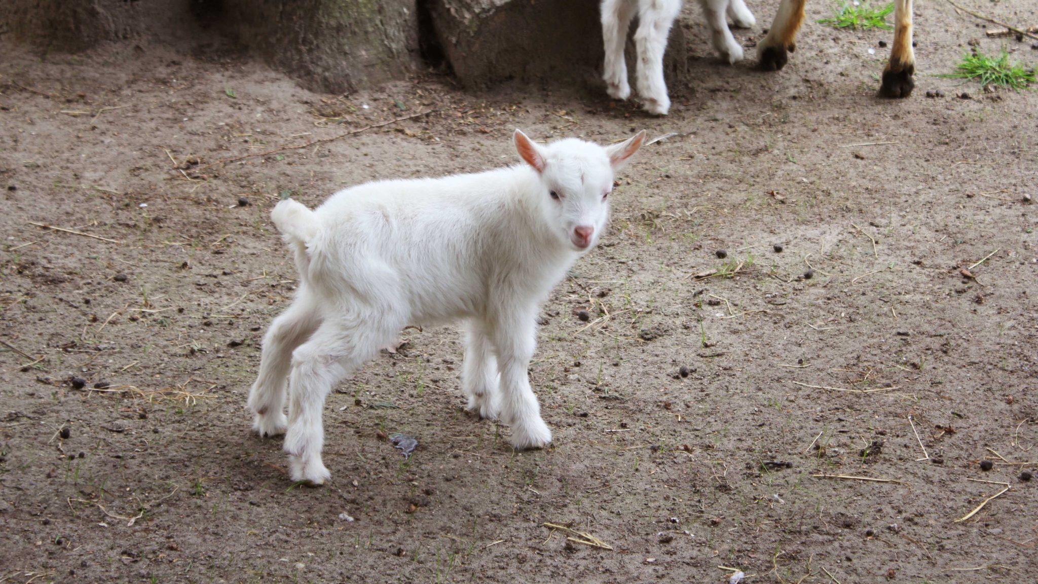 Alles over de geit | Ontmoet onze dieren | DierenPark Amersfoort